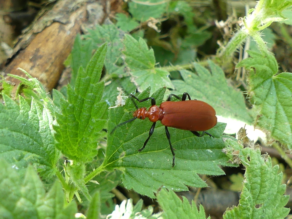 Common Cardinal Beetle from 17349 Neetzka, Deutschland on May 23, 2018 ...