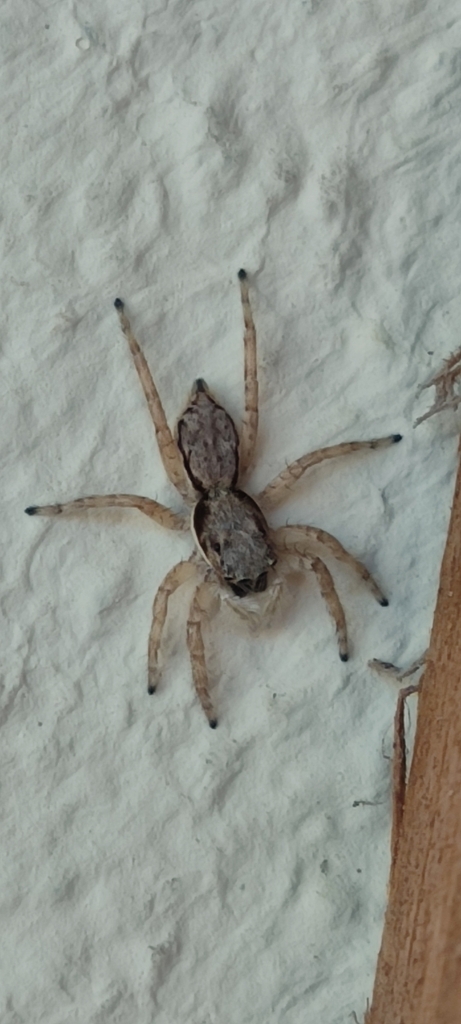 Gray Wall Jumping Spider from Bairro Cinco de Abril, Namibe, Angola on ...
