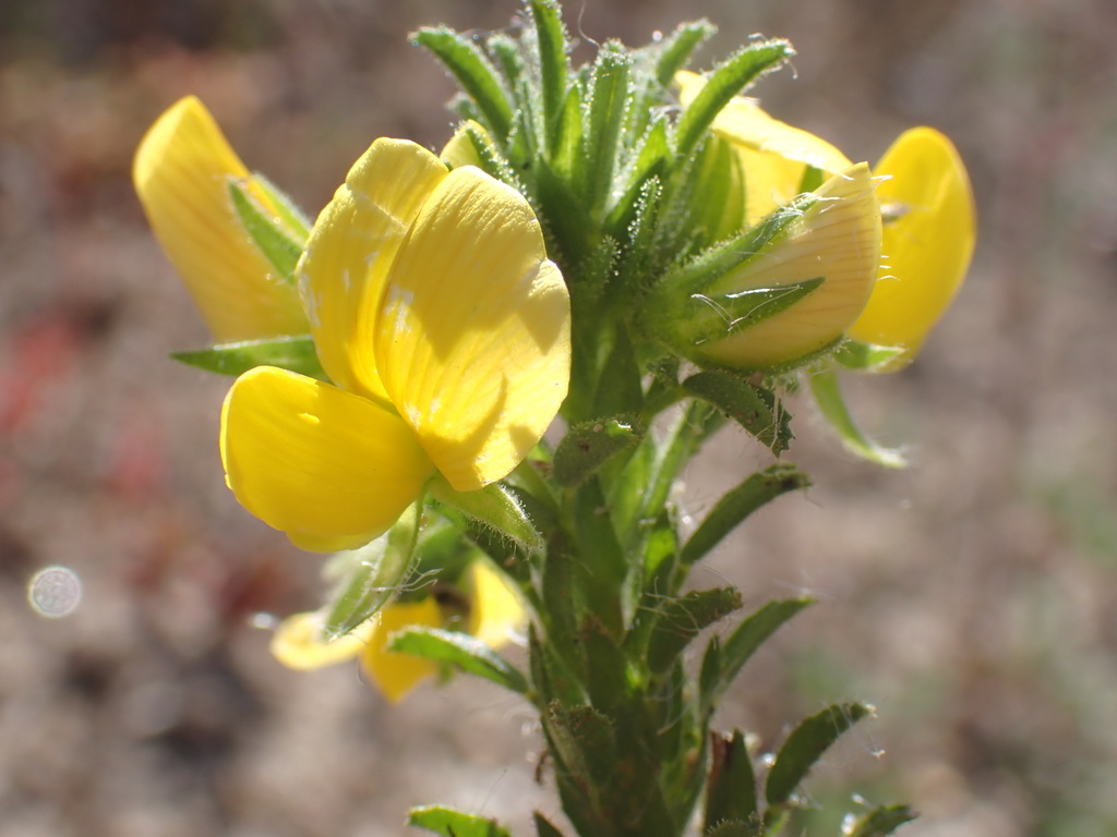 yellow restharrow from Les Marais, 69330 Lyon, France on July 8, 2023 ...