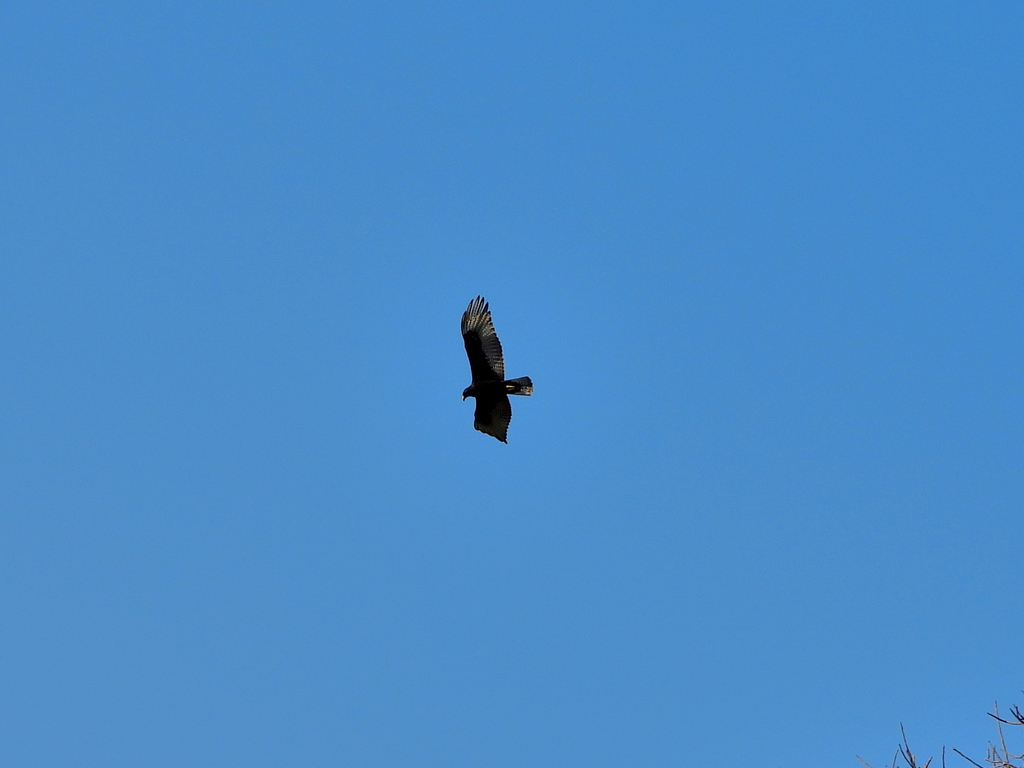 Zone-tailed Hawk from Santa María Huatulco, Oax., México on November 18 ...
