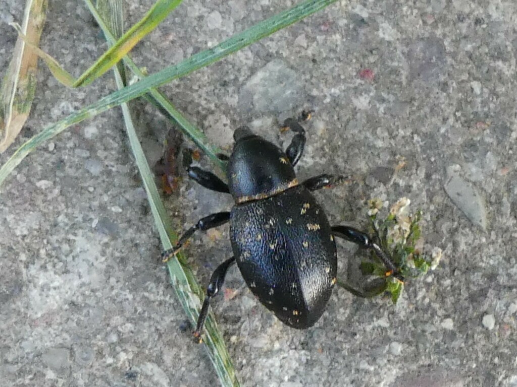 Liparus coronatus from 17349 Neetzka, Deutschland on May 24, 2018 at 08 ...