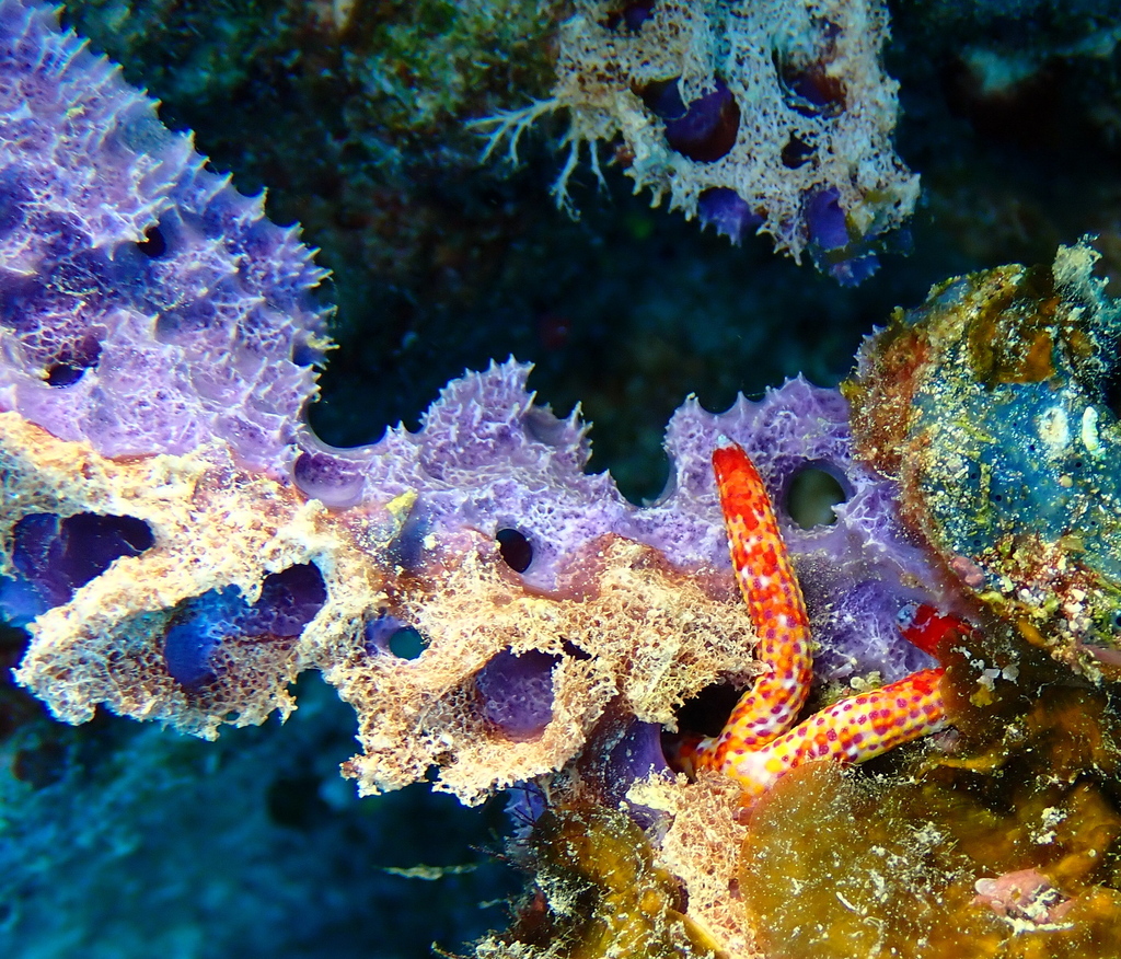 Dysidea frondosa from Cakaudrove, Fiji on August 14, 2021 at 02:49 PM by Debra Baker. Reef west ...