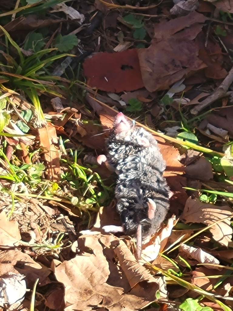Northern Short-tailed Shrew from Syria, VA 22743, USA on November 18 ...
