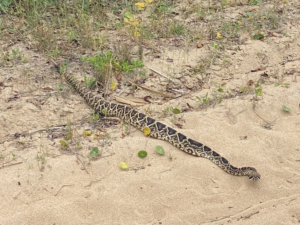 Eastern Diamondback Rattlesnake from Brunswick, GA, US on April 10 ...