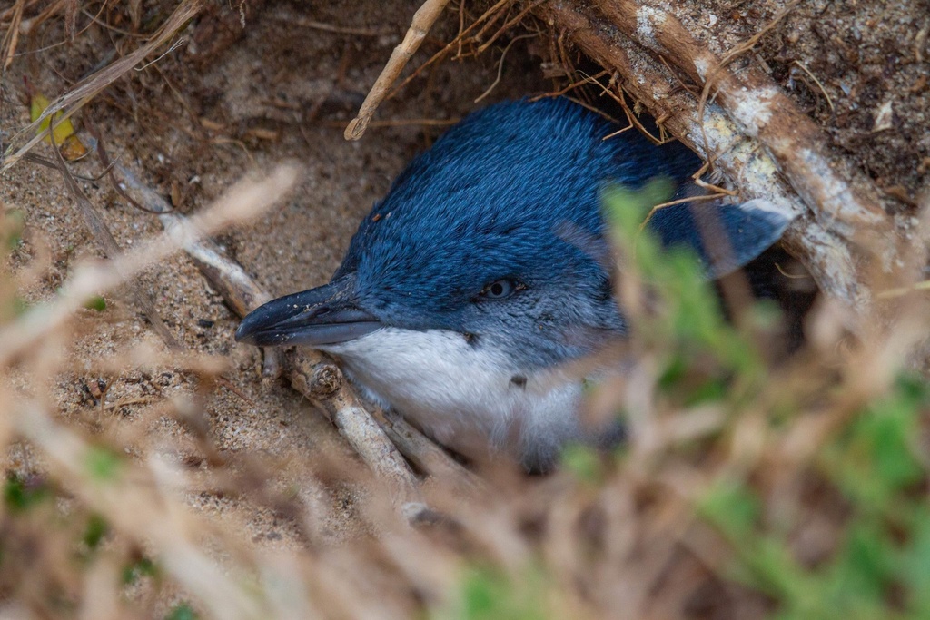 Australian Little Penguin from Phillip Island, Summerlands, VIC, AU on ...