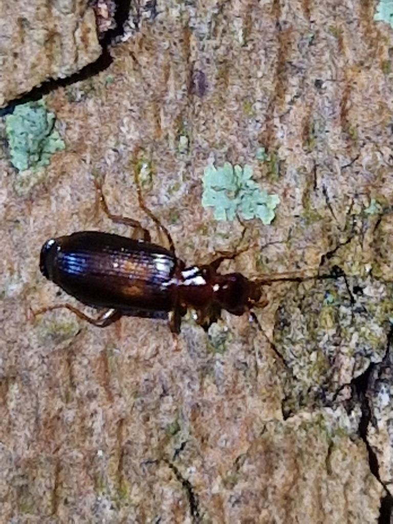 Dromius from Battersea Park, London, UK on November 20, 2023 at 08:28 ...
