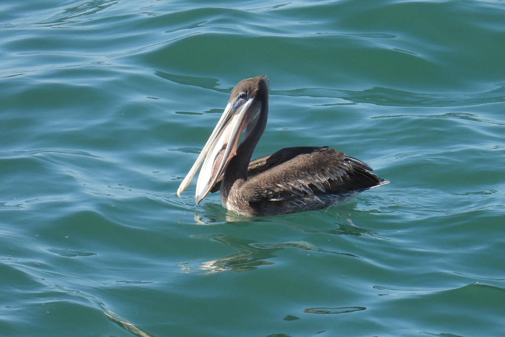 Brown Pelican from Mazatlán, MX-SI, MX on November 20, 2023 at 01:32 PM ...