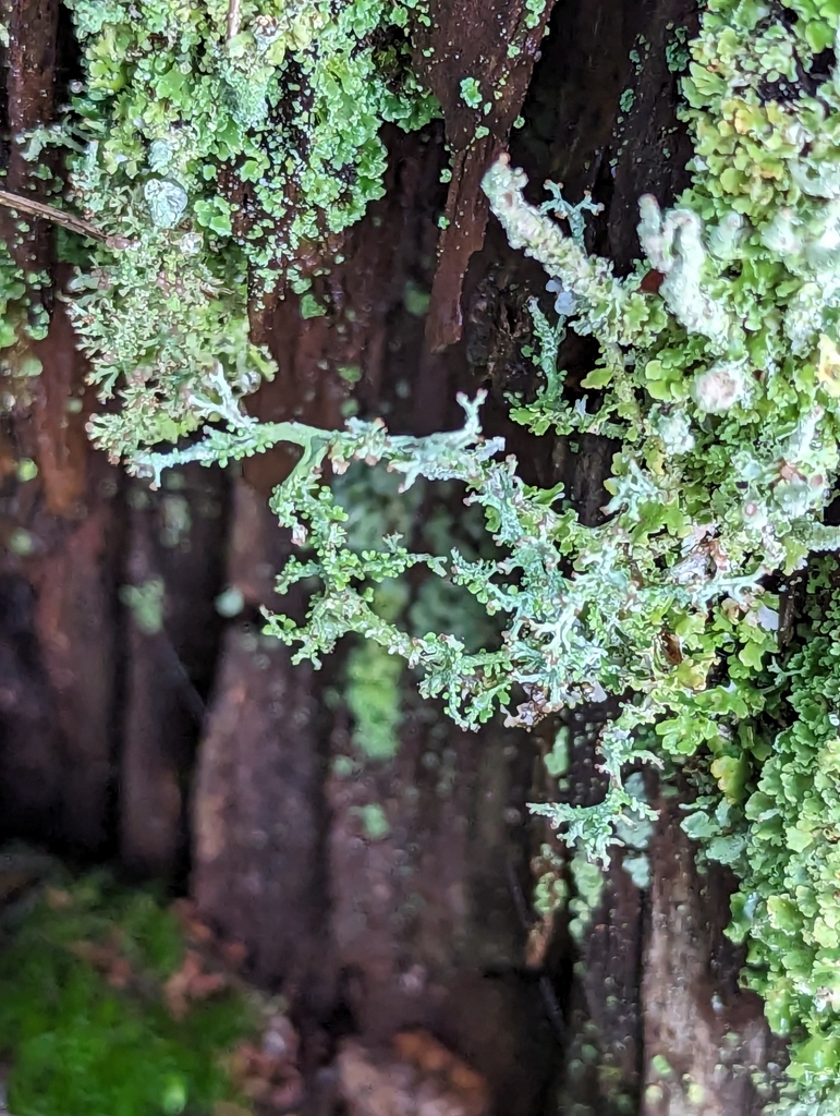 Dragon Horn from Duvall, WA 98019, USA on November 20, 2023 at 01:20 PM ...