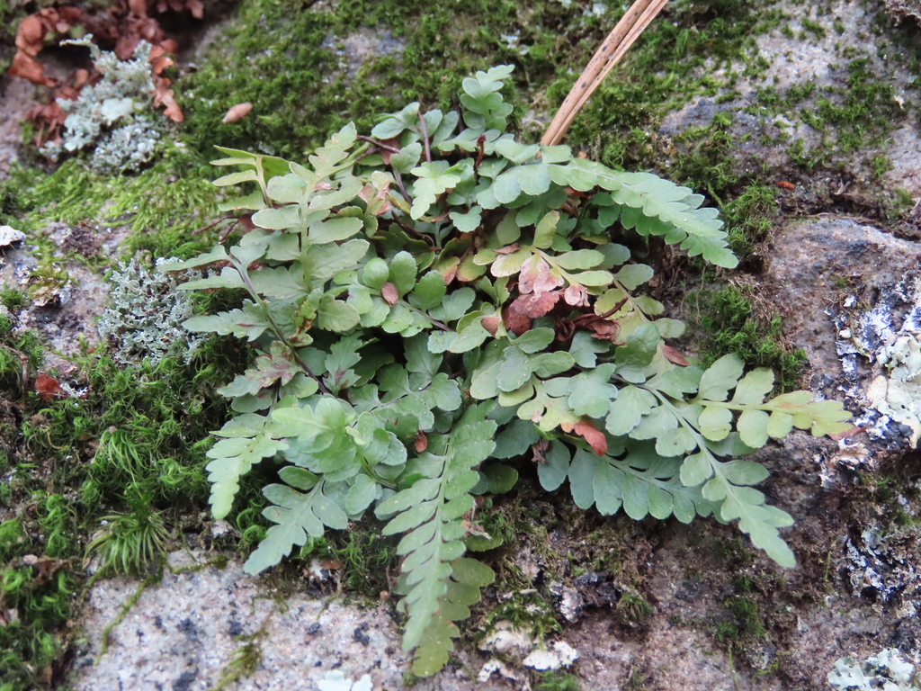 Bradley's spleenwort in November 2023 by Chuck Cantley · iNaturalist