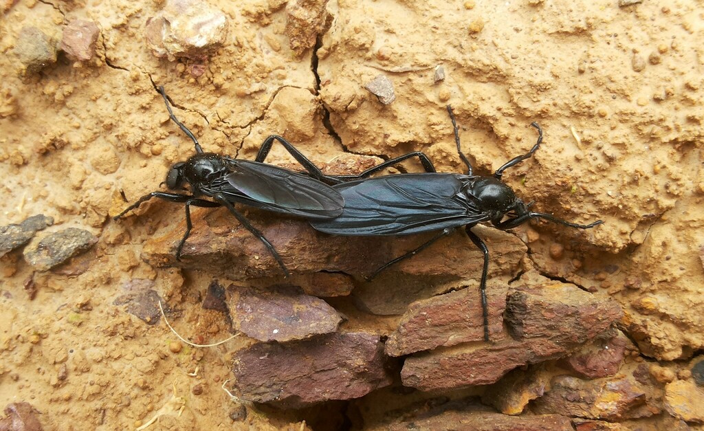 March Flies from JVCQ+X69, Yingjing County, Yaan, Sichuan, China ...