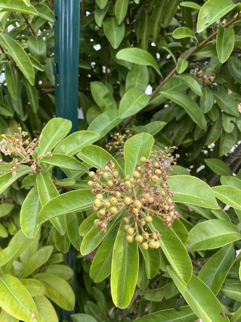 Marlberry from Sarasota County, FL, USA on November 14, 2023 at 11:12 ...