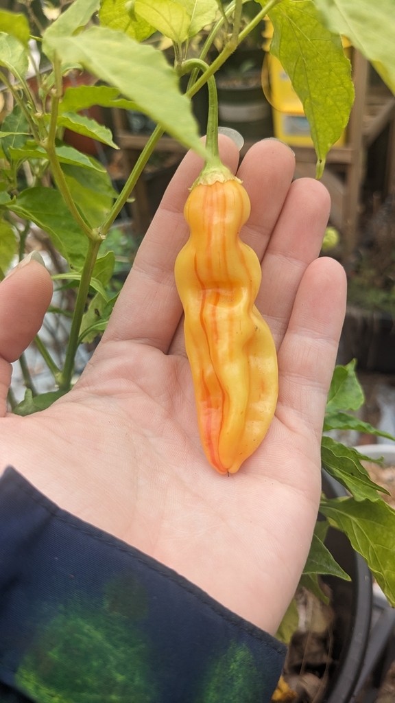 locoto pepper (Capsicum baccatum) - Botanical Realm