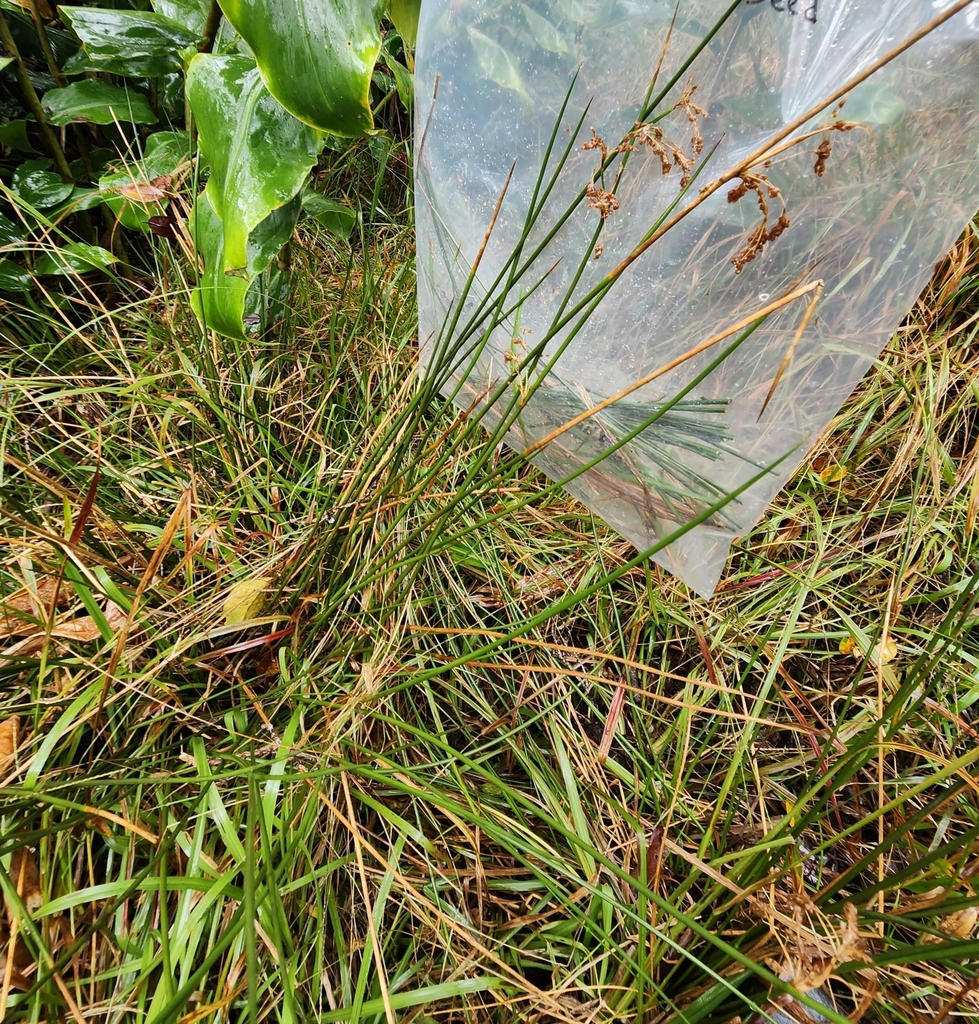 Soft Rush in November 2023 by KISC · iNaturalist