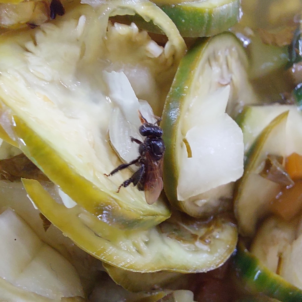 Partamona from Alta Floresta - MT, 78580-000, Brasil on November 20 ...