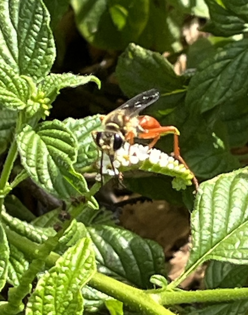 Great Golden Digger Wasp from Barracuda Blvd, New Smyrna Beach, FL, US ...