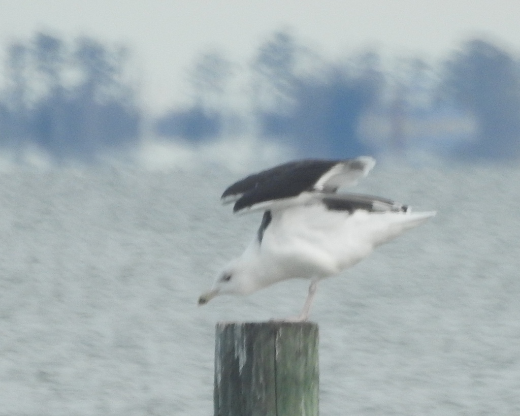 Great Black-backed Gull from Dorchester County, MD, USA on November 20 ...