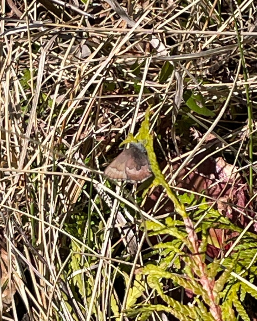 Brown Elfin from Calais, VT, USA on May 6, 2023 at 02:26 PM by Tom ...