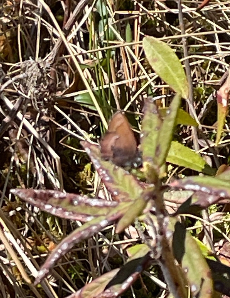 Brown Elfin from Calais, VT, USA on May 6, 2023 at 02:30 PM by Tom ...