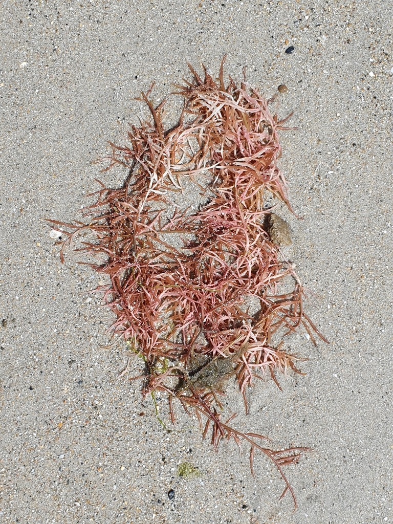 Solieria chordalis from France on May 27, 2023 at 04:03 PM by Achille ...