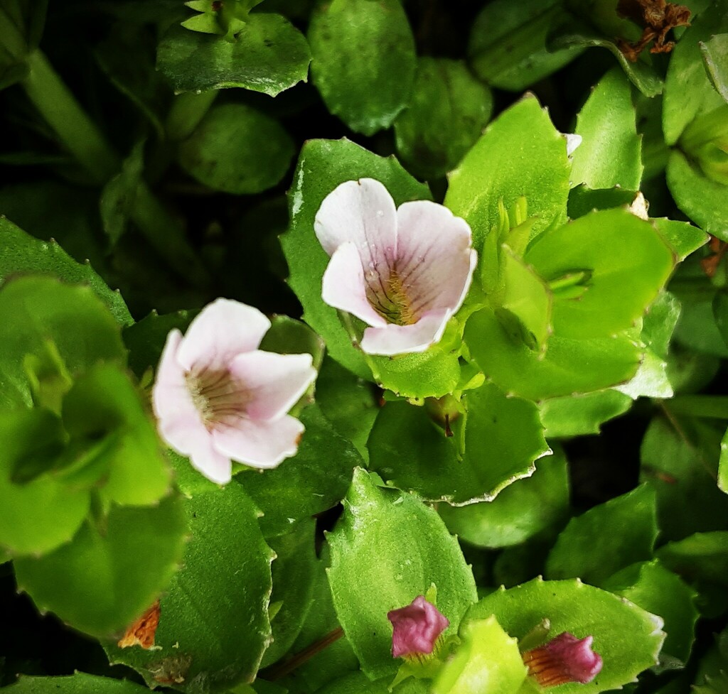 Austral Brooklime from Gardens of Stone SCA, Cullen Bullen NSW 2790 ...