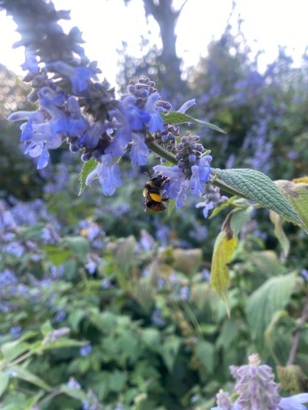 Deltoptila from Cd. de México, México on October 29, 2023 at 08:02 AM ...