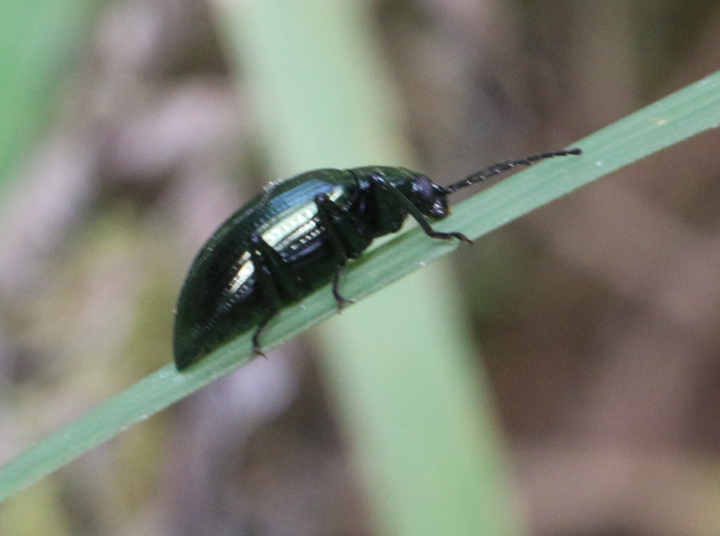 Darkling Beetles from Manusela NP, Seram Is, Central Maluku Regency ...