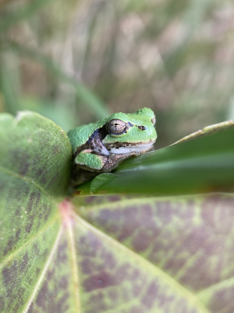 Japanese Tree Frog from 和泉町宮下, 安城市, 愛知県, JP on November 21, 2023 at 07: ...