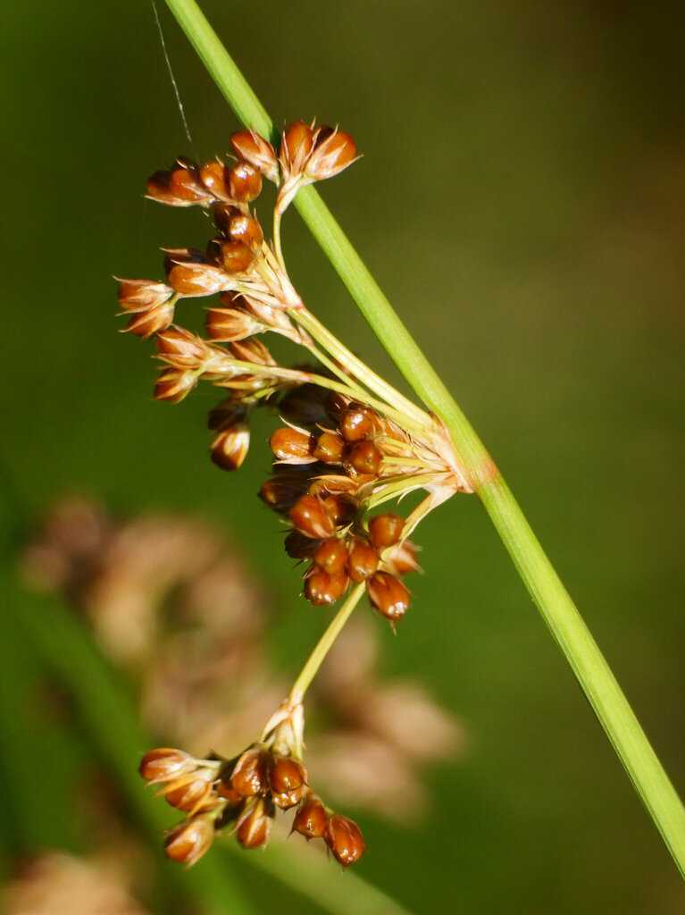 Common Rush from Hilliardton Marsh on August 15, 2023 at 06:07 PM by ...