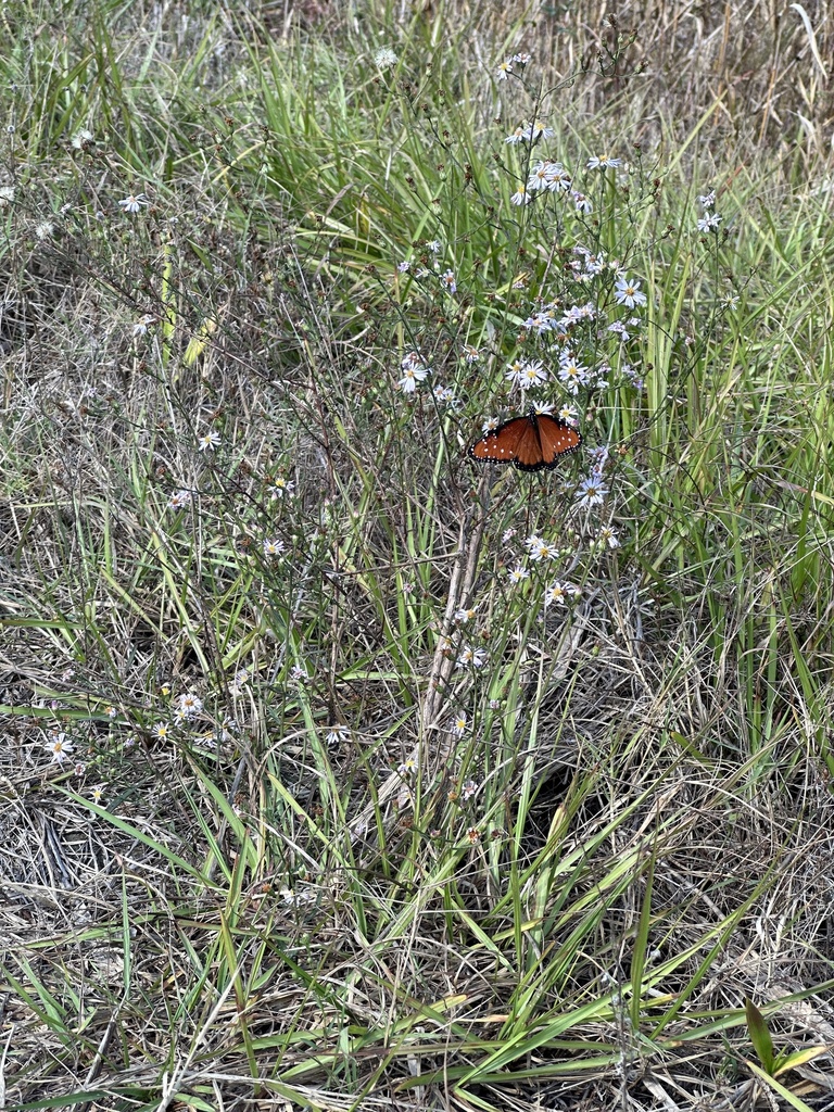 Queen from Zuta Branch Rd, Brunswick, GA, US on November 18, 2023 at 12 ...
