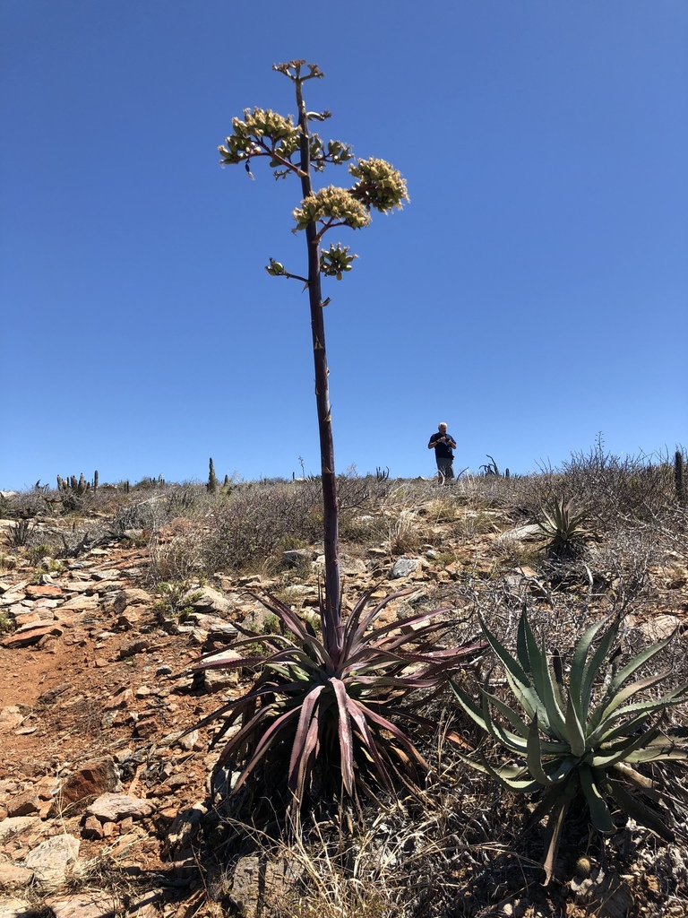 Agave aurea capensis from La Paz, La Paz, BCS, MX on March 28, 2019 at ...