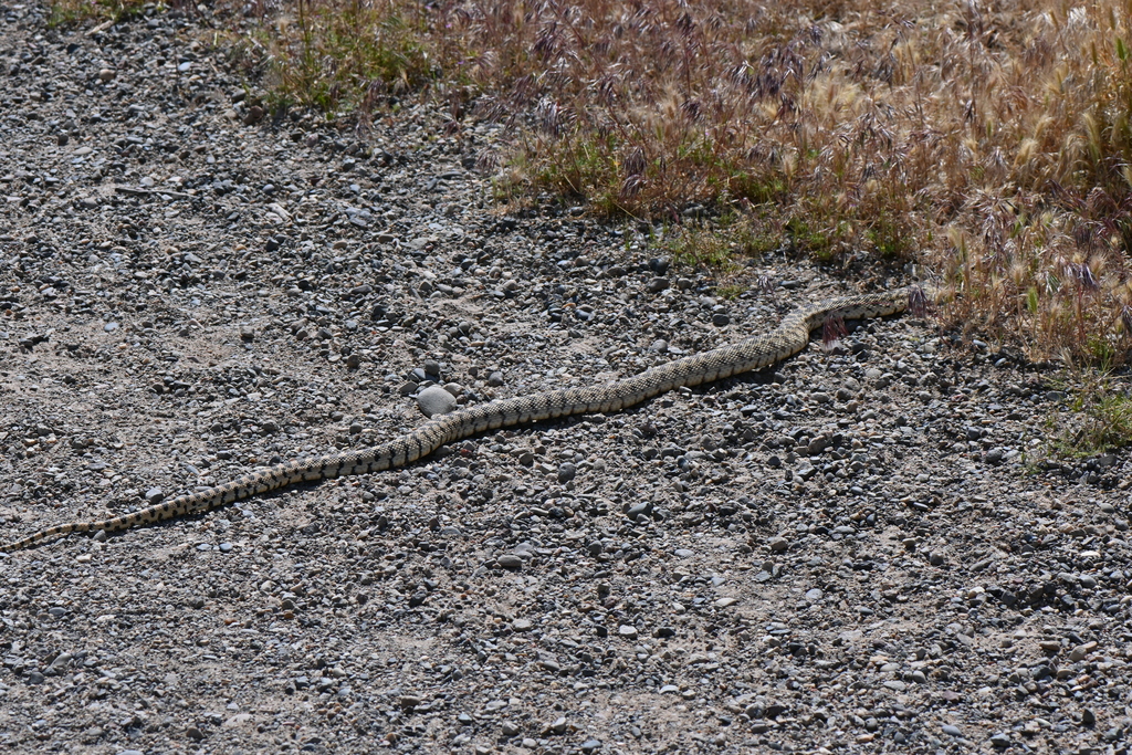 Great Basin Gopher Snake from Fruita, CO 81521, USA on May 23, 2023 at ...