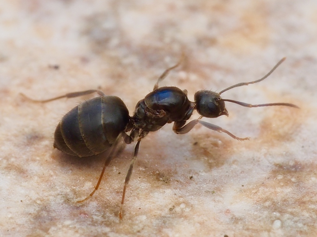 Lasiine Ants from North Island, Kaeo, Northland, NZ on November 21 ...