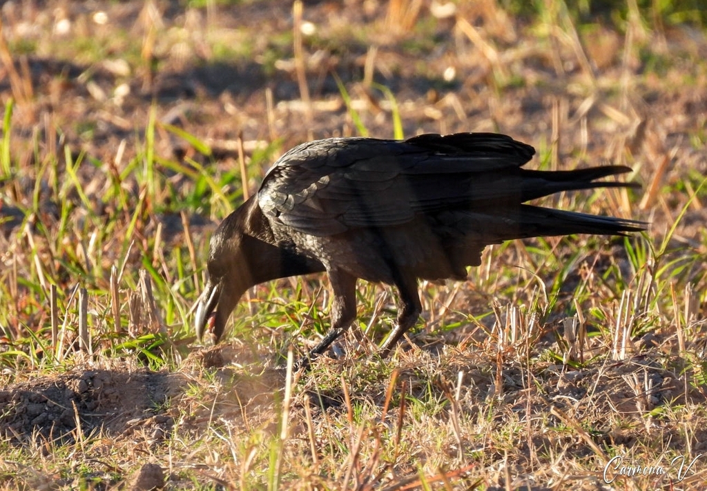 Common Raven from 69675 San Juan Sayultepec, Oax., México on November ...
