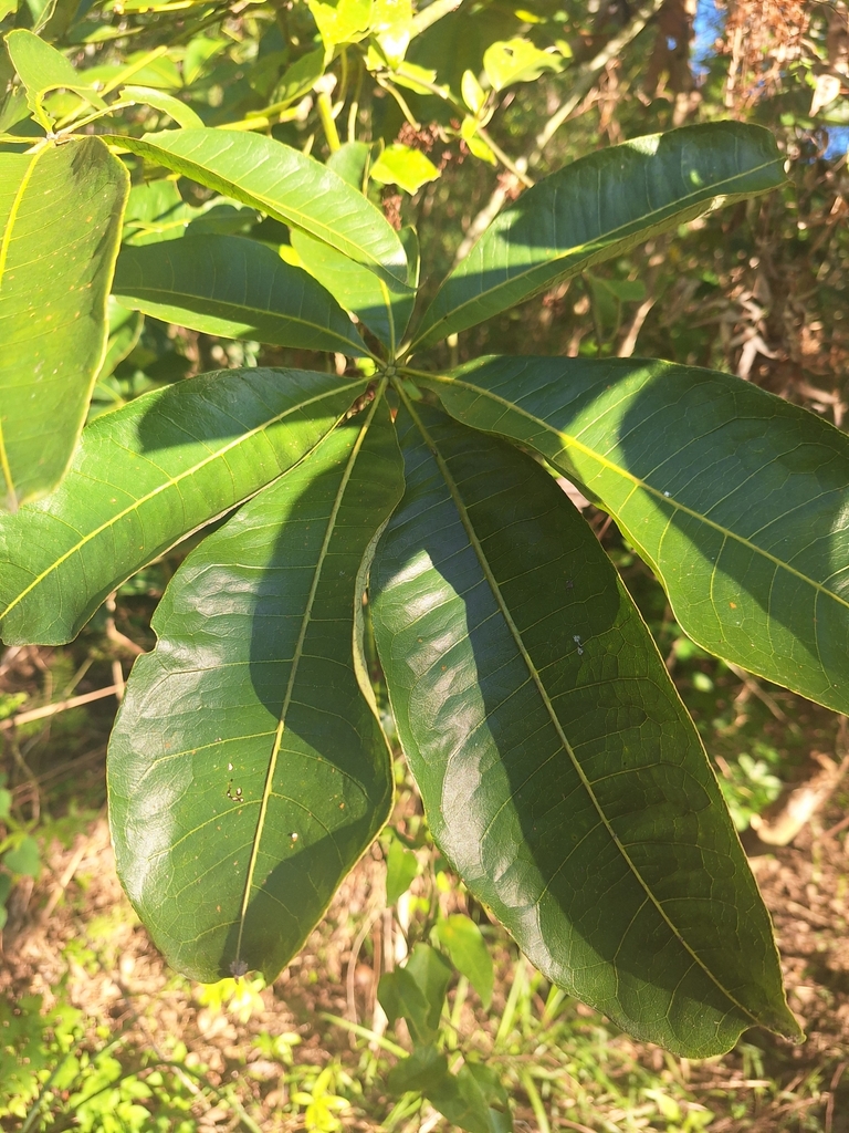 saba nut tree from 978台灣花蓮縣瑞穗鄉花蓮縣瑞穗鄉 on November 21, 2023 at 07:52 AM ...