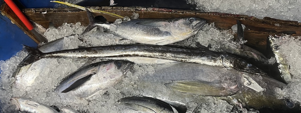 Snake Mackerel from Gulf of Mexico on November 19, 2023 at 07:06 PM by ...