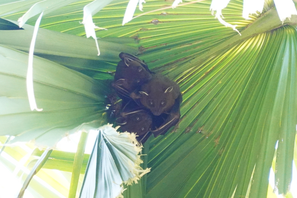 Greater Short-nosed Fruit Bat from Tin Shui Wai, Hong Kong on November ...