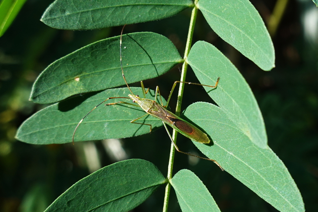 Paddy Bug from Yuen Long, Hong Kong on November 17, 2023 at 11:19 AM by ...