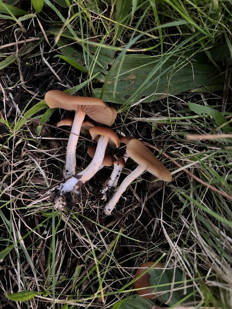 Wavy Cap in November 2023 by esgy · iNaturalist