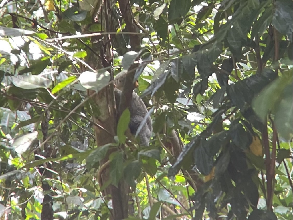 Common Spotted Cuscus from Kutini-Payamu (Iron Range) National Park ...