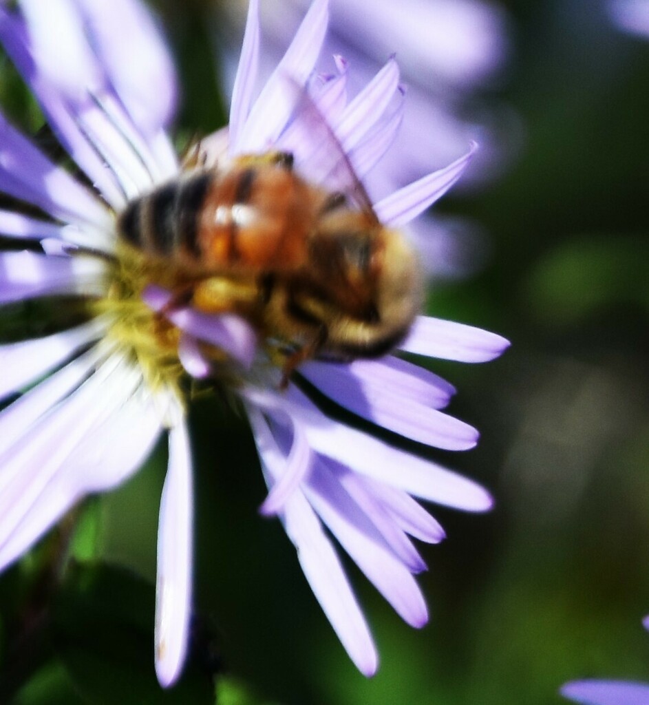 Western Honey Bee from Florida, US on November 20, 2023 by Tom Palmer ...