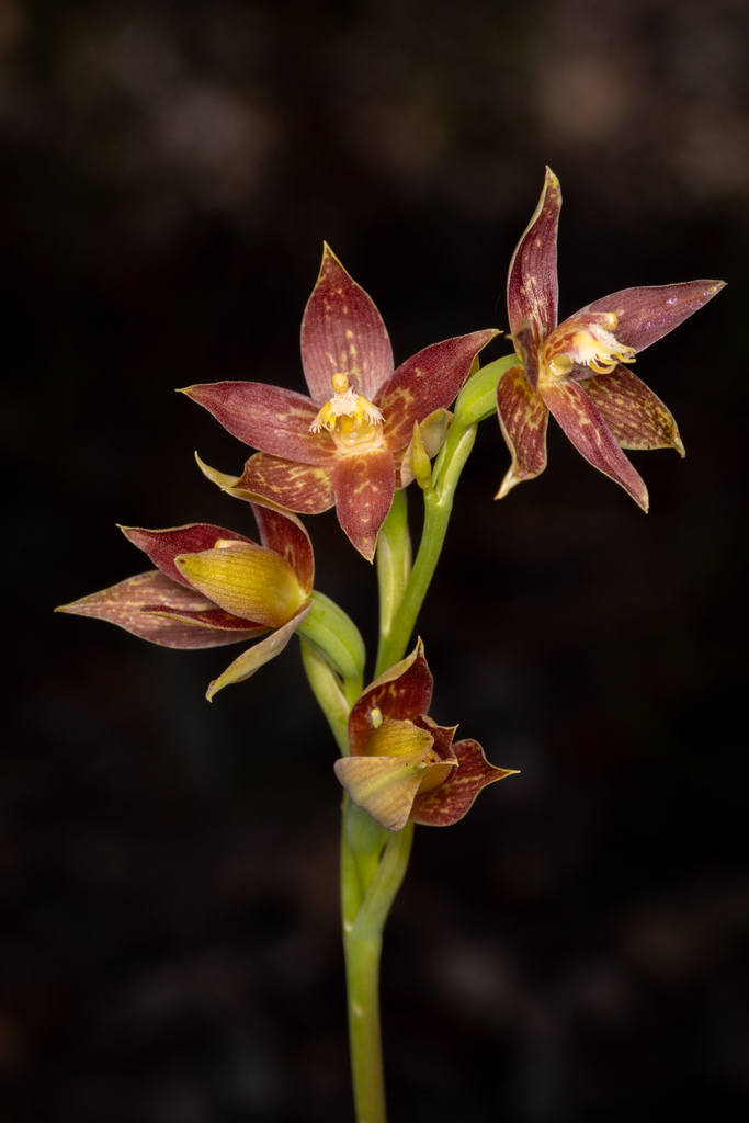 blotched sun-orchid in October 2023 by Cal Wood · iNaturalist