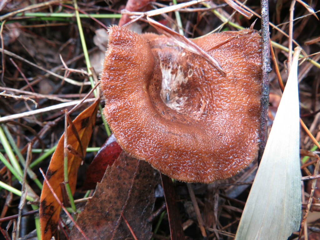 Hairy Trumpet from Brisbane QLD, Australia on November 21, 2023 at 09: ...