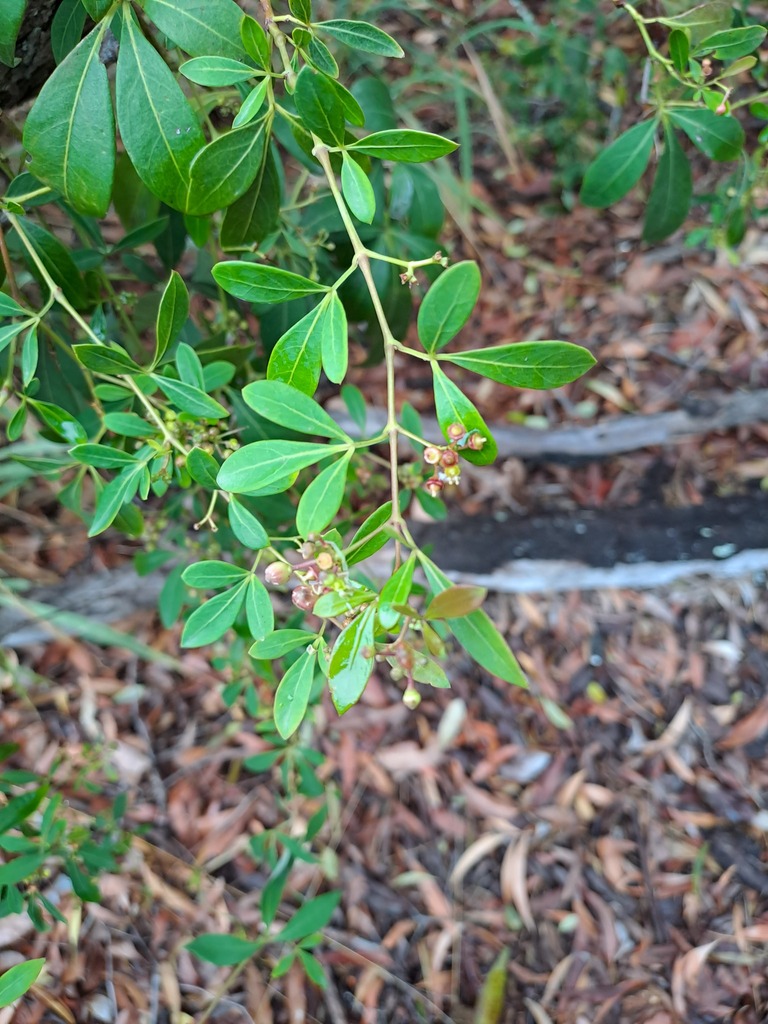 Pepper Vine from Gold Coast QLD, Australia on November 5, 2023 at 09:47 ...