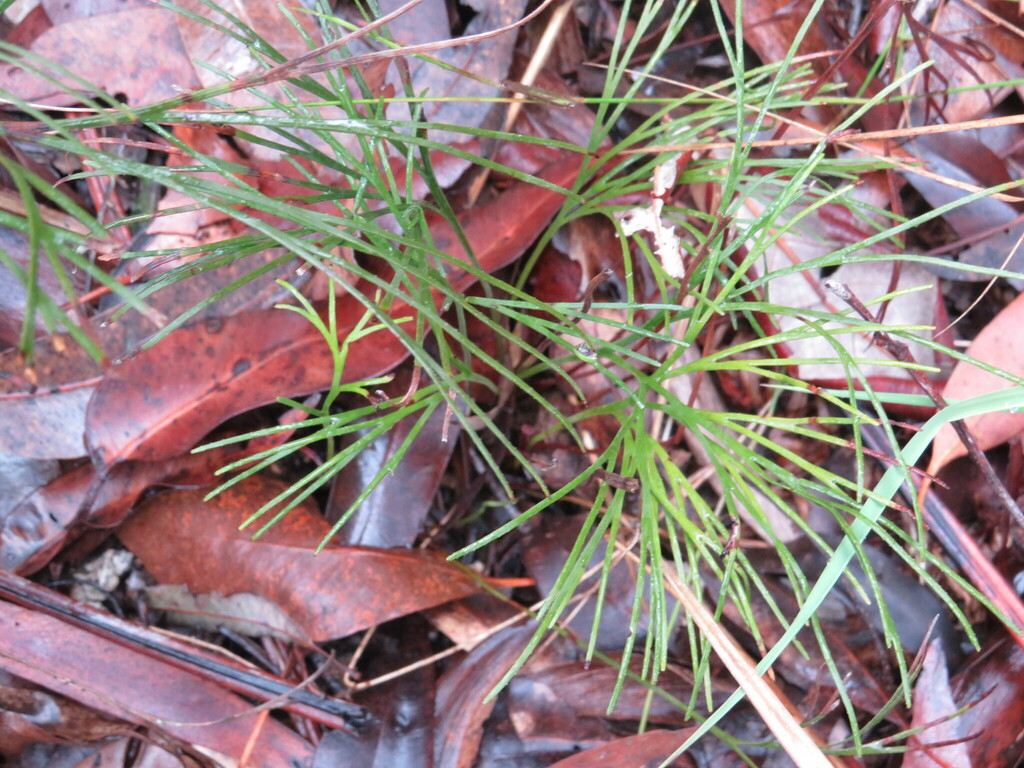 Forked Comb Fern from Brisbane QLD, Australia on November 21, 2023 at ...
