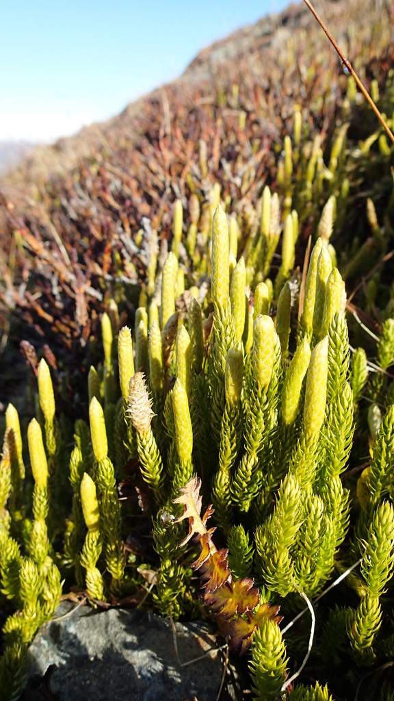 arctic stag's-horn clubmoss from Yukon, Canada on September 12, 2014 at ...