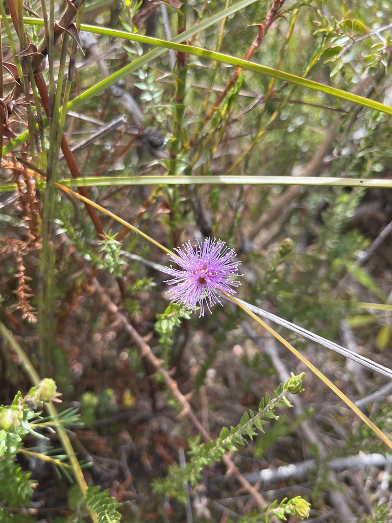swamp honey-myrtle from West Coast, AU-TS, AU on November 13, 2023 at ...