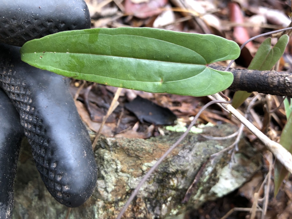 Common Yam Vine from Mt Coot-tha Forest, Mount Coot-Tha, QLD, AU on November 21, 2023 at 09:56 ...