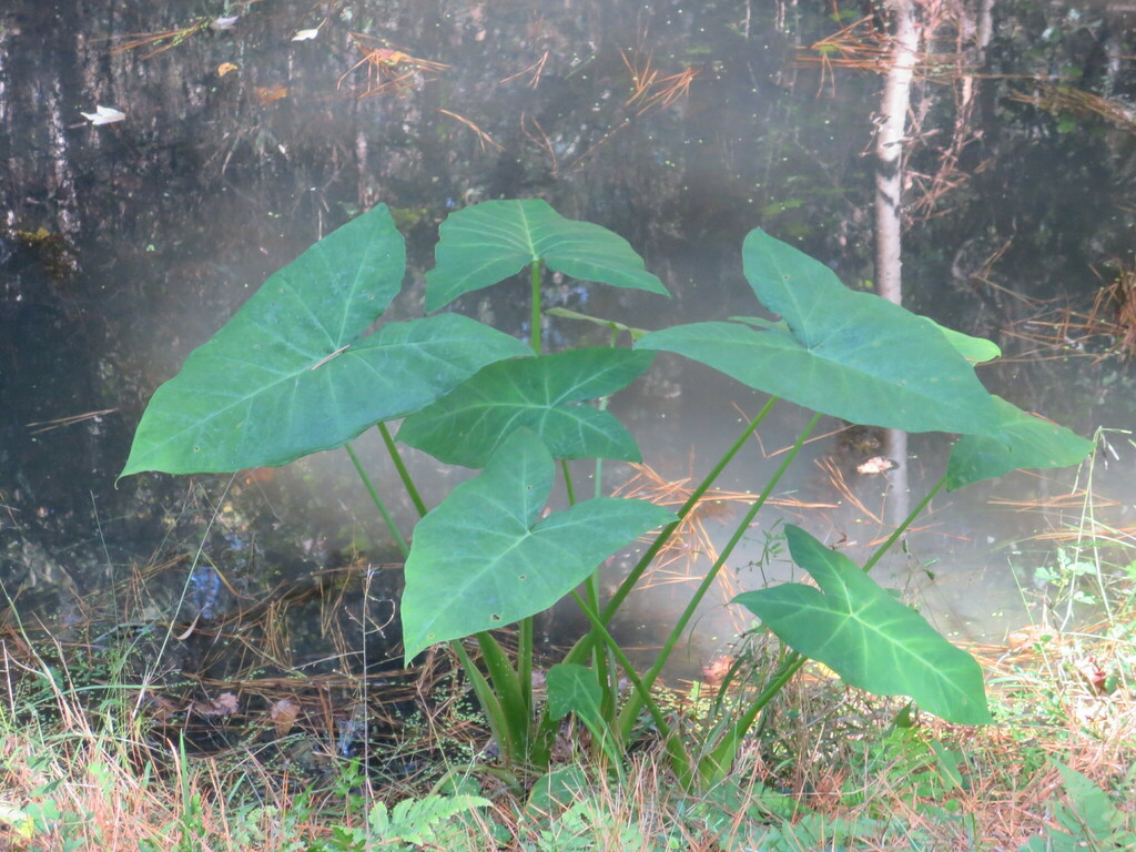 Arrowleaf Elephant's Ear from Georgetown, GA, USA on November 4, 2023 ...