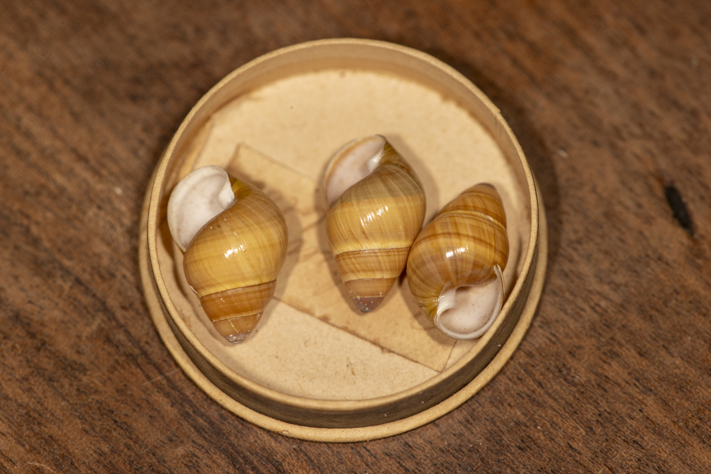 Abbreviated Oahu Tree Snail (Gastropods of the United States Pt.7 ...
