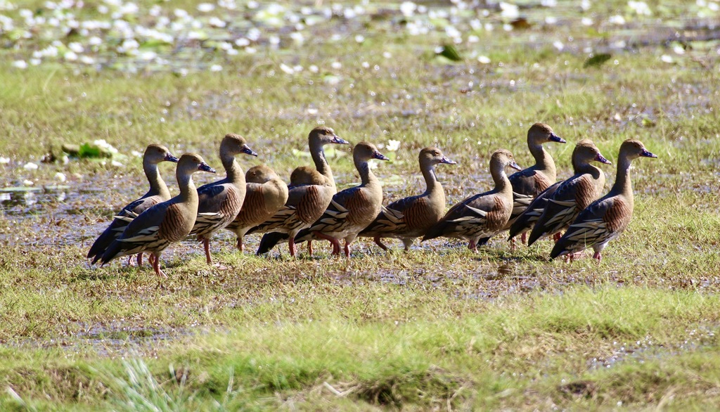 Plumed Whistling-Duck from Kakadu NT 0822, Australia on July 10, 2019 ...